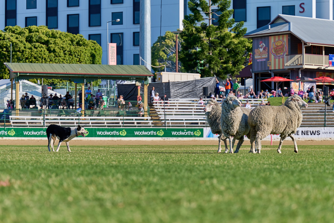 Sheep Dog Trials
